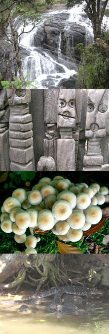 Tree Appeal Partner - Halcrow Carbon Collective